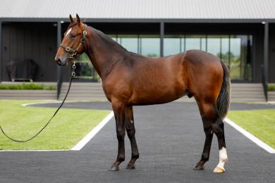 2026 Yearling Draft - Breckon Farms