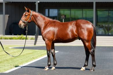 2026 Yearling Draft - Breckon Farms