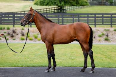 2026 Yearling Draft - Breckon Farms