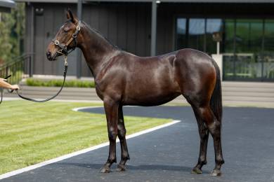 2026 Yearling Draft - Breckon Farms