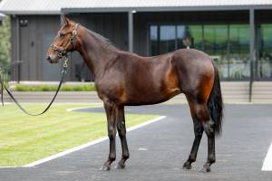 2026 Yearling Draft - Breckon Farms