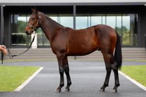 2026 Yearling Draft - Breckon Farms