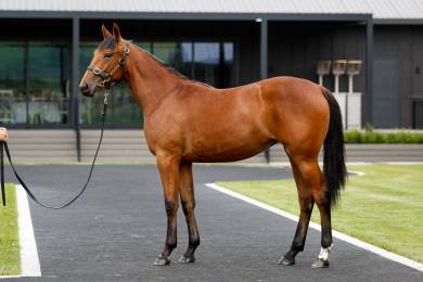 2026 Yearling Draft - Breckon Farms