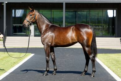 2026 Yearling Draft - Breckon Farms
