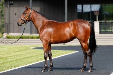 2026 Yearling Draft - Breckon Farms