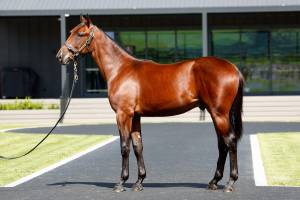 2026 Yearling Draft - Breckon Farms