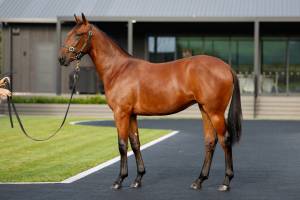 2026 Yearling Draft - Breckon Farms
