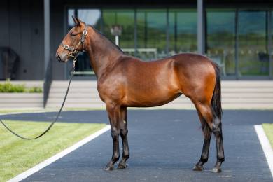 2026 Yearling Draft - Breckon Farms