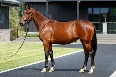 2026 Yearling Draft - Breckon Farms