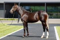 2026 Yearling Draft - Breckon Farms