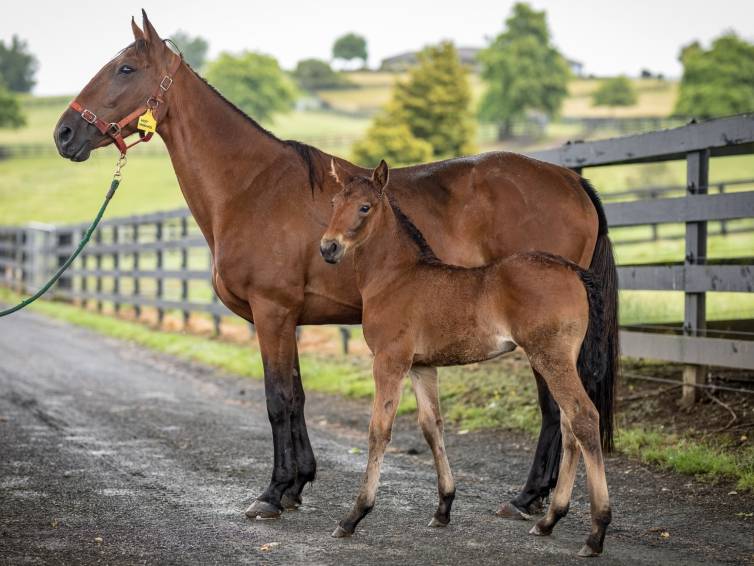 News - Breckon Farms