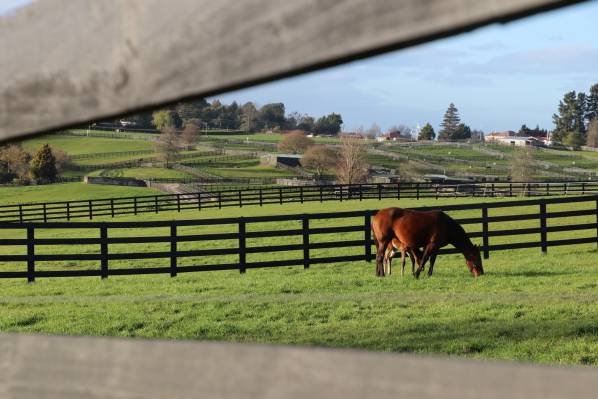 Agistment | Services - Breckon Farms