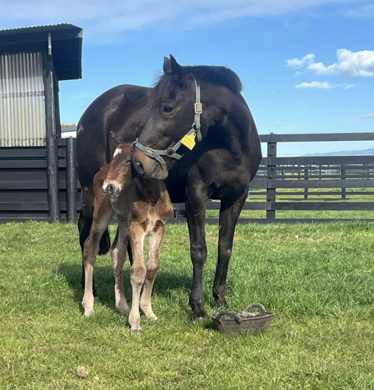 Breckon Farms Welcomes First Foals of the Season | News - Breckon Farms