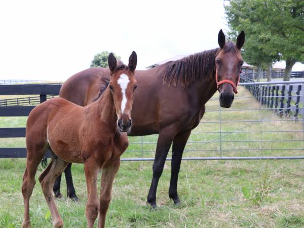 Willow | - Breckon Farms